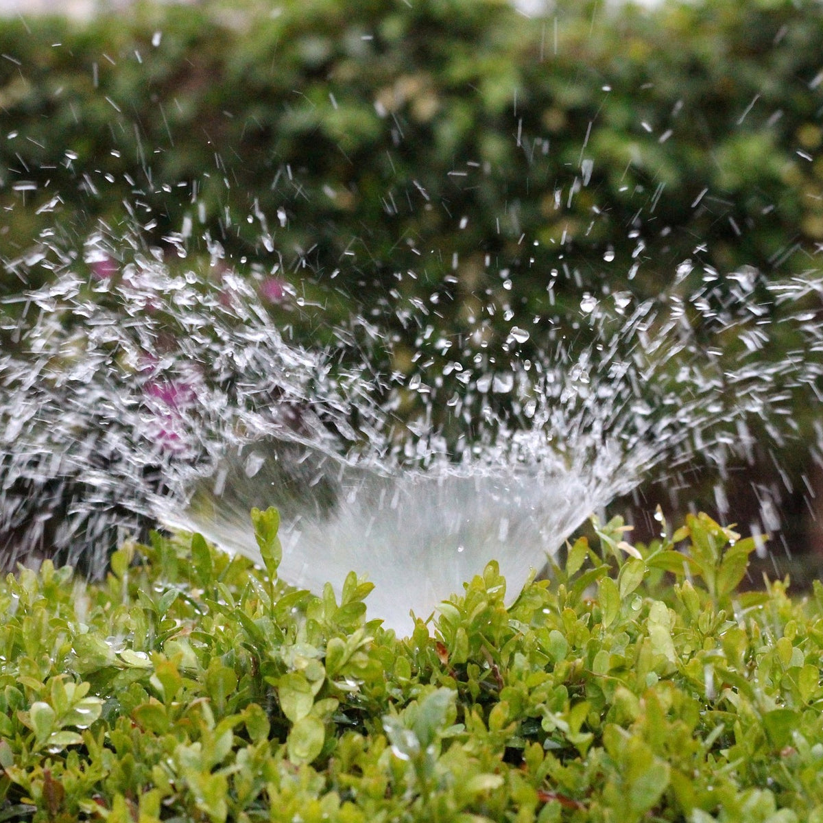 Exploring Double Check Assemblies (DCA) in Lawn and Garden Irrigation ...