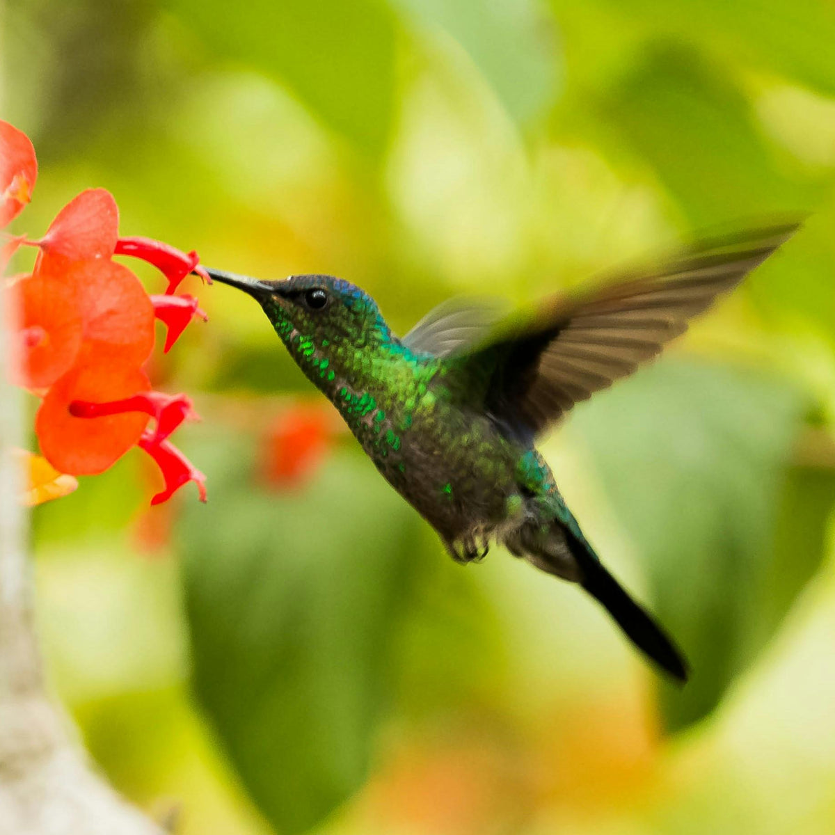 May Flowers: Inviting Pollinators and Hummingbirds to Your Outdoor Oas ...