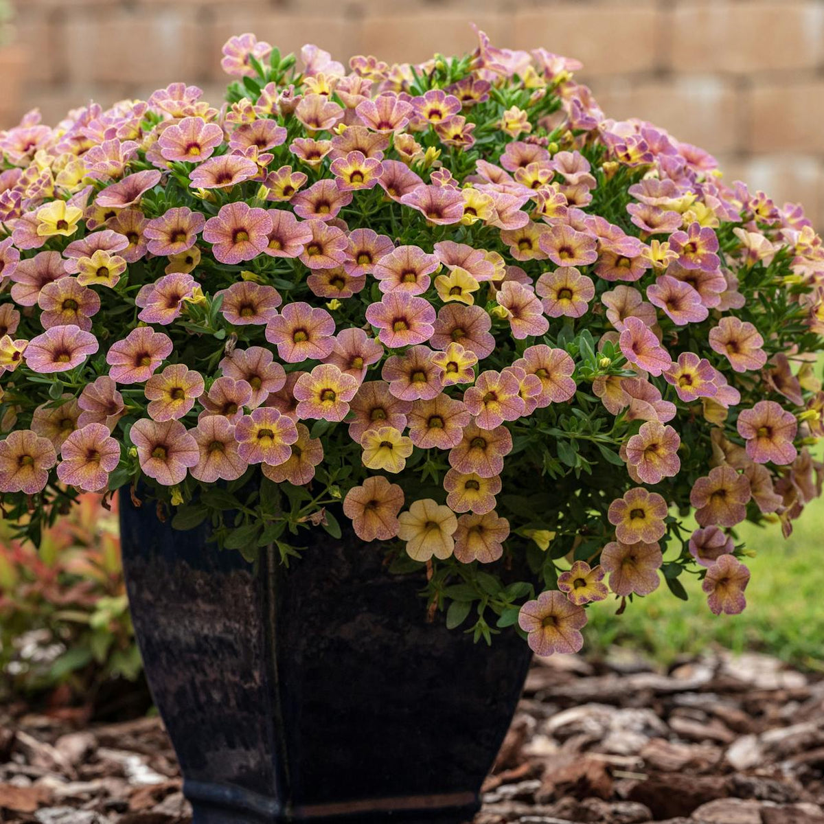 How to Water Container Gardens in May Without Wasting Water – Cheap ...