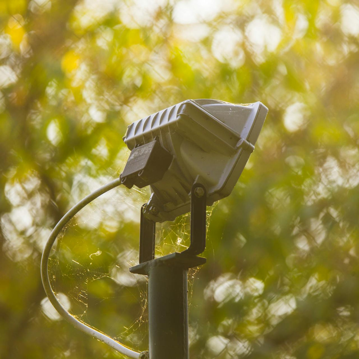 Transform Your Garden with Up Lights, Spot Lights, and Accent Lights ...